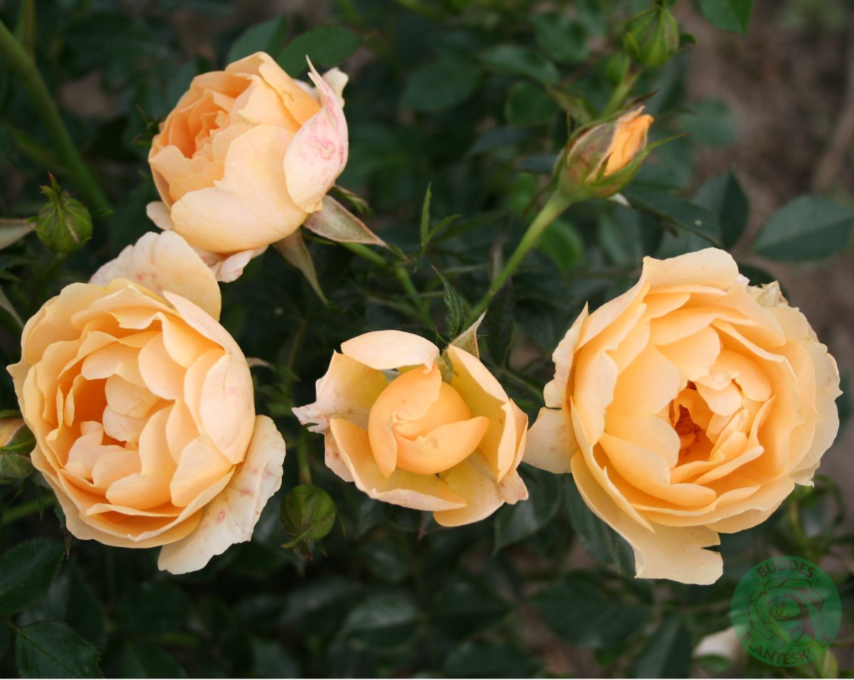 Amber Cover - Bunddække rose - Bunddække roser - Billighæk.dk