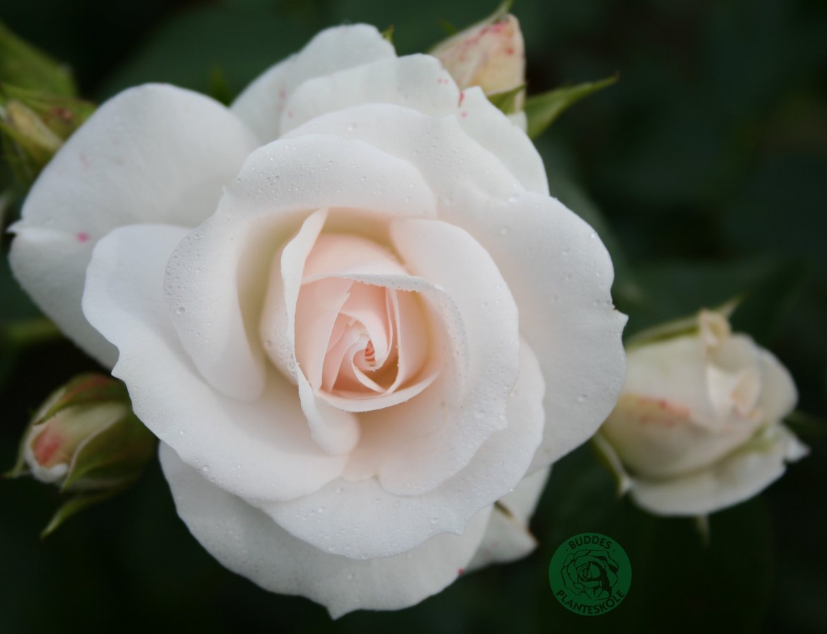 Aspirin Rose - buketrose - Buketrose - Billighæk.dk
