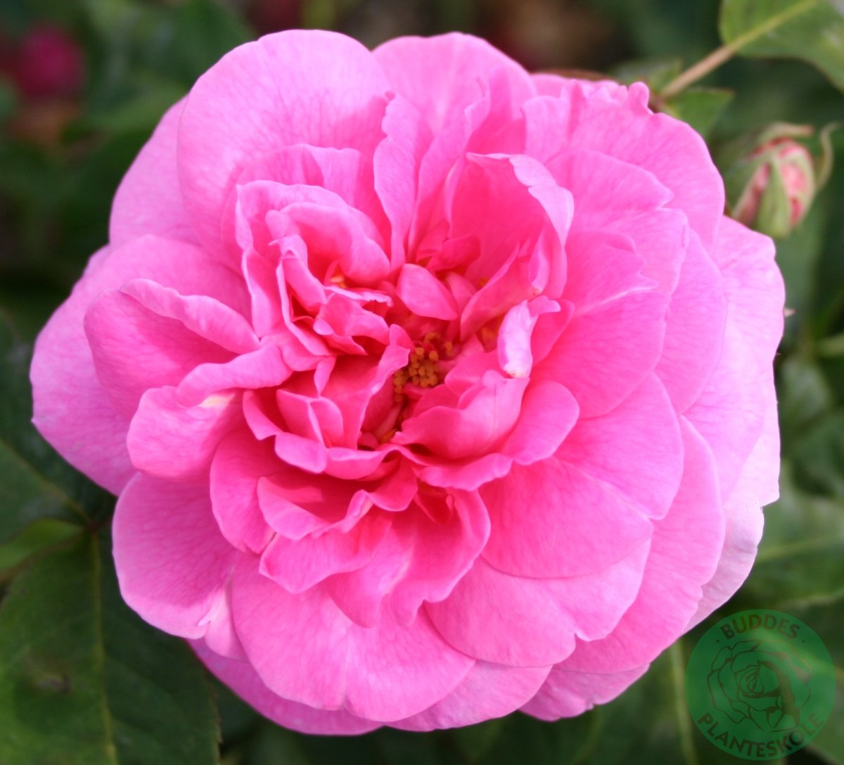 Gertrude Jekyll - engelsk rose - Engelske roser - Ullerupvejs Plante Salg.