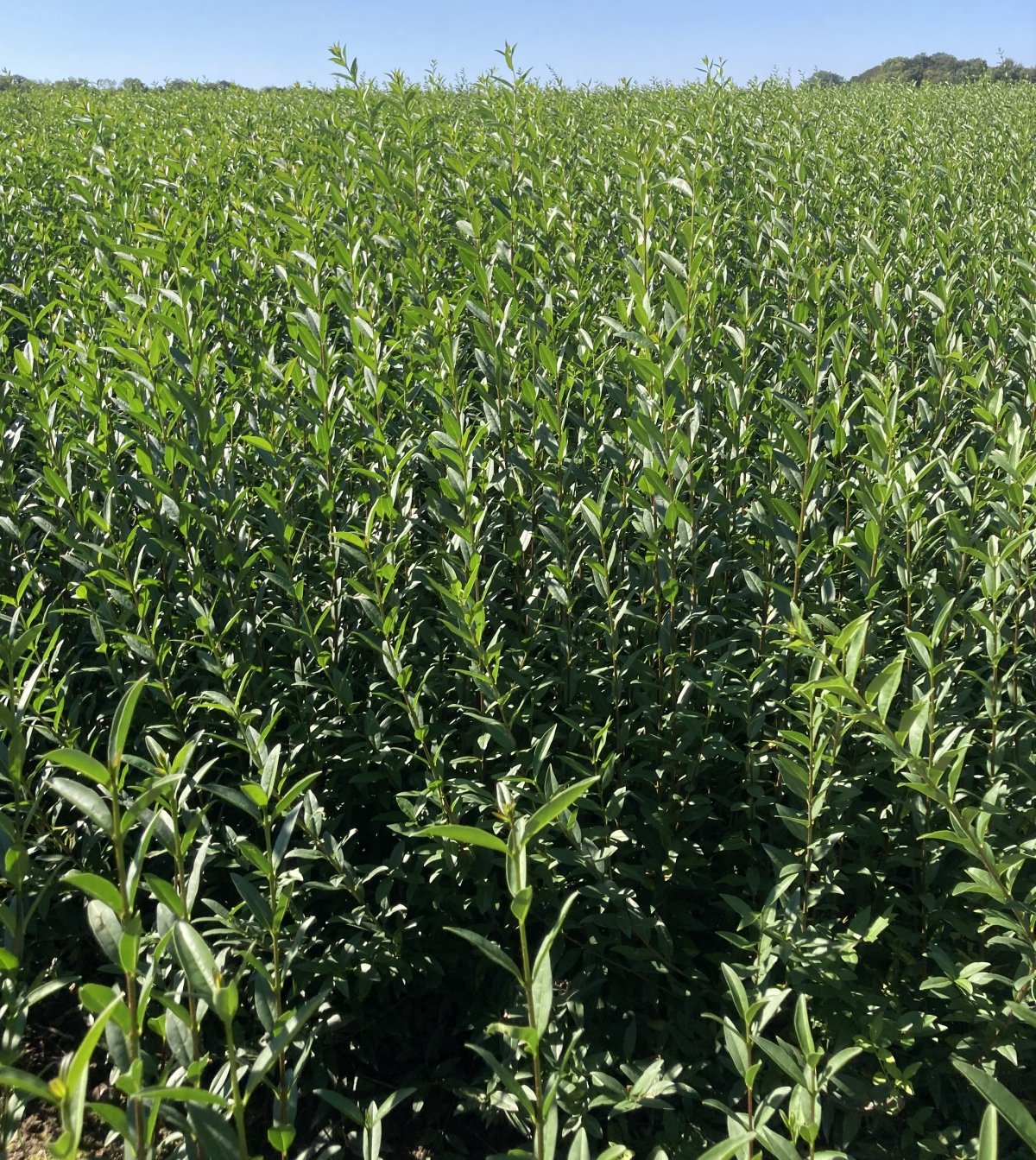 Liguster ''Liga'' 100/120 cm. SPAR 30% - Liguster. - Billighæk.dk