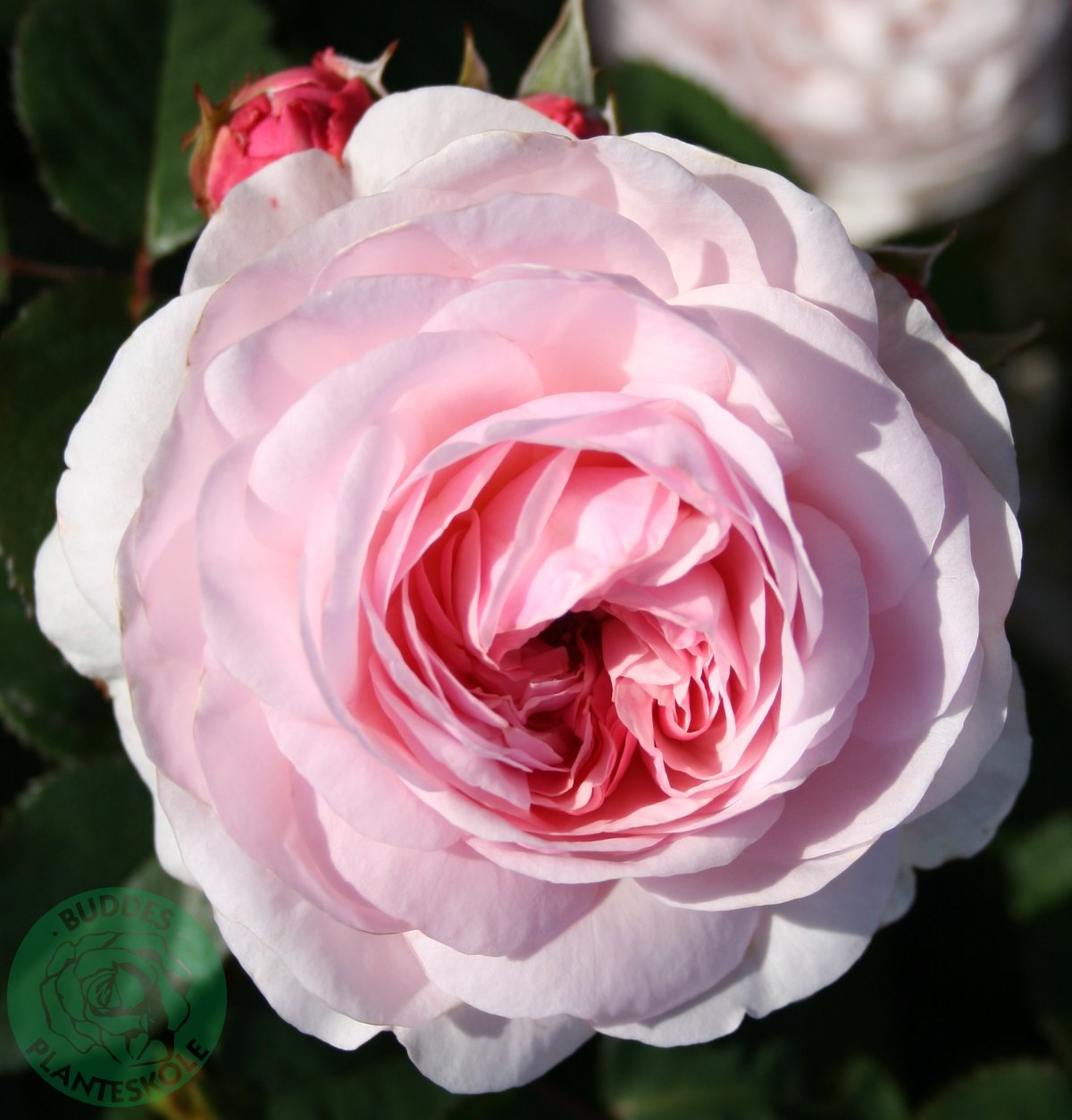 Olivia - Engelsk rose - Engelske roser - Ullerupvejs Plante Salg.