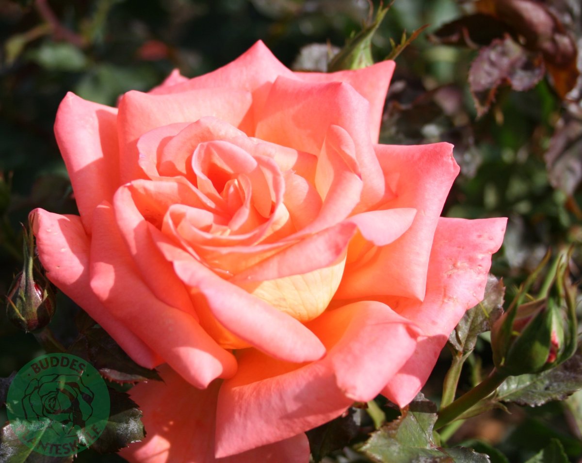 Victor Borge - stor blomstret rose. - Storblomstrende roser. - Billighæk.dk